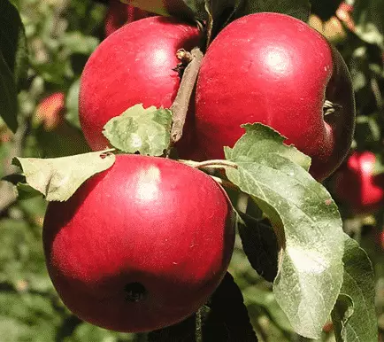Apple Tree Mamina Cups