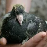 En fóðrun Chick Pigeon: hvernig á að fara út og hvað þeir borða heima 7693_14