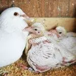 Daripada memberi makan pigeon anak ayam: bagaimana untuk keluar dan apa yang mereka makan di rumah 7693_17
