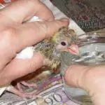 Ol nutrante la Chick Pigeon: Kiel eliri kaj kion ili manĝas hejme 7693_3