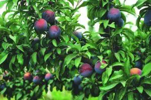 Descrierea varietății frumuseții prunelor Manchurian, soiuri de polenizatori și cultivare