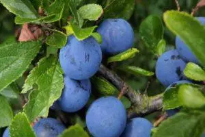 DESCRIPTION OF THE VARTURE OF Plum Volga Beauty, Growing and Care