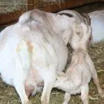 Jak określić kozę ciążę: znaki i sposoby w domu 7707_11