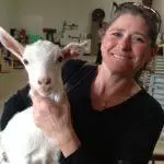 Goat 임신을 결정하는 방법 : 집에서 징후와 방법 7707_16