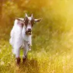Goat 임신을 결정하는 방법 : 집에서 징후와 방법 7707_3