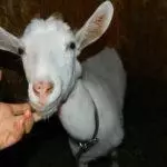 Goat 임신을 결정하는 방법 : 집에서 징후와 방법 7707_4