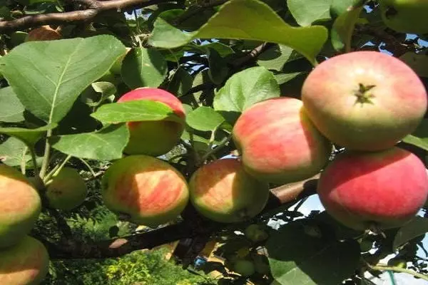 Late apple trees