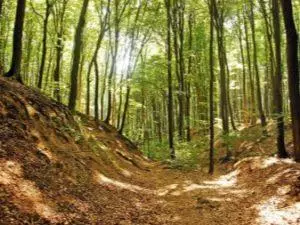 5 Charakteristické typy půd pro lesní zóny a mírné pásy Ruska