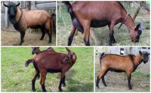 Top 5 Romal Goat racer og komparative produktivitetsegenskaber
