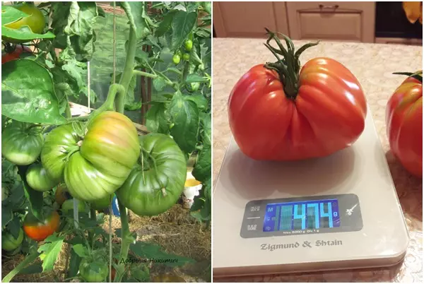 Tomat dobryna nikitich: karakteristik dan deskripsi variasi dengan foto 7735_4