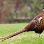 Pemburuan Pheasant: Penerangan mengenai baka dan ciri-ciri, pembiakan dan penjagaan 7737_1