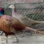 Pheasant Metsästys: Kuvaus rodusta ja ominaisuuksista, jalostuksesta ja hoidosta 7737_7