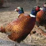 Pemburuan Pheasant: Penerangan mengenai baka dan ciri-ciri, pembiakan dan penjagaan 7737_8