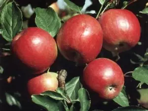 الوصف والميزات والشتاء صلابة شجرة التفاح الصف الأحمر في وقت مبكر