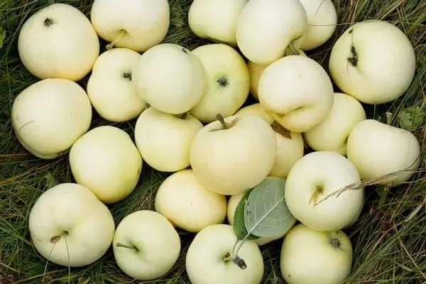 Qumarê harvest