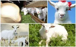 Instrucțiuni de utilizare a ZMD pentru hrănirea unei caprine și ce înseamnă să alegeți
