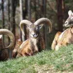 Yabani keçiler: Yaşadıkları açıklama ve özellikler, hayatlarının yiyecek ve görüntüsü 7745_5