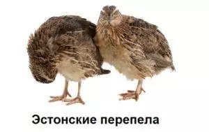 คำอธิบายและลักษณะของ Estonian Quails การผสมพันธุ์ของหินและการดูแล