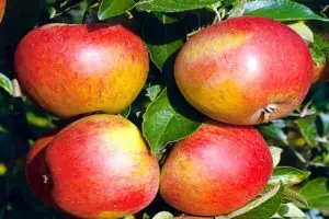 Opis in značilnosti različnih jabolk Sweet Nega, kazalniki donosa in recenzije vrtnarjev