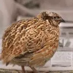 manchurian quail: ລາຍລະອຽດຂອງສາຍພັນແລະຄຸນລັກສະນະ, ການປັບປຸງພັນ 776_1