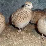 manchurian quail: ລາຍລະອຽດຂອງສາຍພັນແລະຄຸນລັກສະນະ, ການປັບປຸງພັນ 776_12