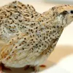 Manchurian quail: Description of the breed and characteristics, breeding 776_13