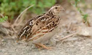 Dora uuti da abubuwan da quails a gida don masu farawa