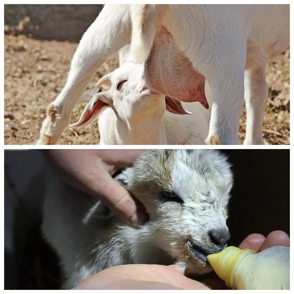Koje su metode bolje proučiti kozu od vimena i kako da nauči piće iz posude