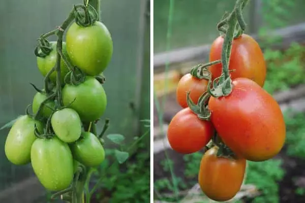 Tomates verdes