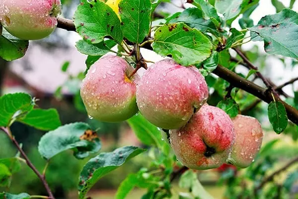Опис јабуке