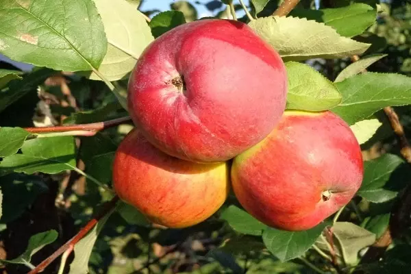 Vintage Äpfel