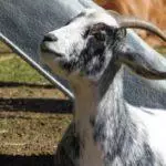 Як визначити вік кози: способи по зубах, рогам і зовнішніми ознаками 7803_3