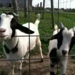Як визначити вік кози: способи по зубах, рогам і зовнішніми ознаками 7803_5