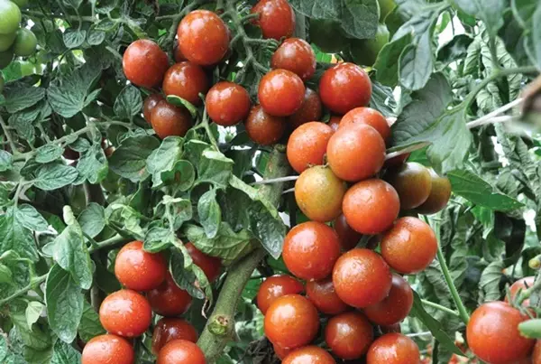 Arbustos de tomate kish misha