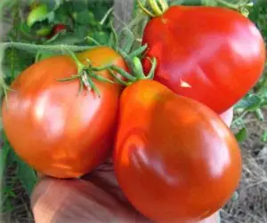 Karakteristik ak deskripsyon nan varyete tomat trufyèr Japonè nan varyete li yo ak sede