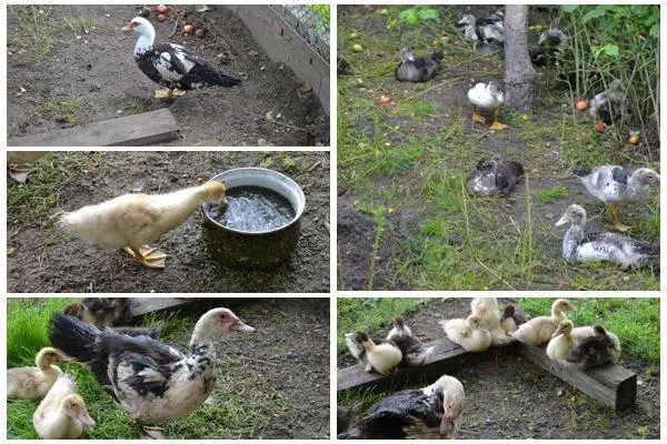 Feeding Ducks.