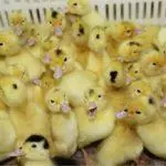 घर मा 1 महिनामा duckinging ducklings को: आहार र एक दिन एक दिन धेरै पटक 7819_5