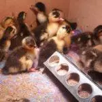 Than feeding ducklings in 1 month at home: diet and how many times a day 7819_8