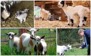 Descrición das mini-cabras enanas e as regras de contido decorativo