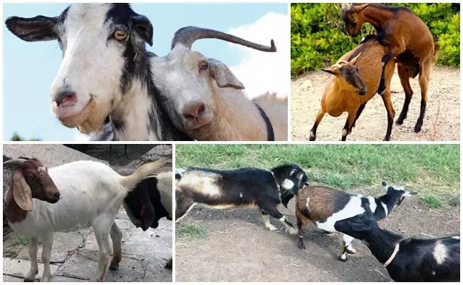 Mating Goat.