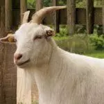 Mating Goats: რა ასაკში დასაშვებია და ტოპ 3 მეთოდები 7820_5