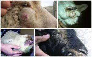 Formas de infección e síntomas de viruela en cabras e ovellas, métodos de tratamento e consecuencias