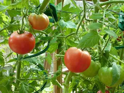 Tomato Martuschka deliches em terra aberta