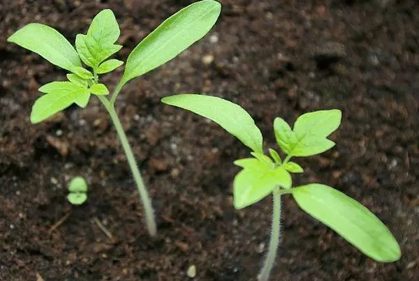 Tomatplanter i åben jord