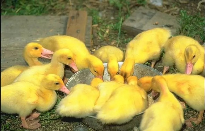 Ducklings rinj