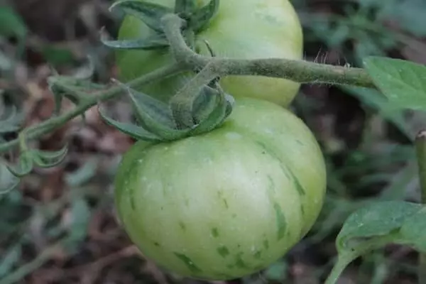 Tomatoes đang làm hài lòng