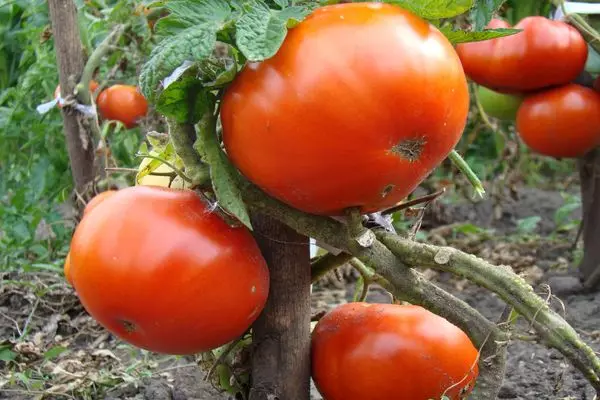 Tomato Kuum.