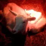Outorgando a cabra despois dun caldeiro: razóns e que facer, tratamentos 7846_10