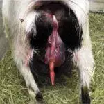 Rezultate la capră după un cazan: motive și ce să facă, tratamente 7846_5
