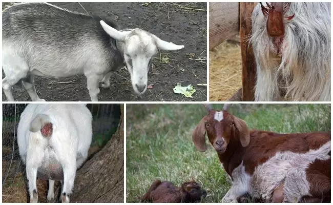 Избор на кози след коза